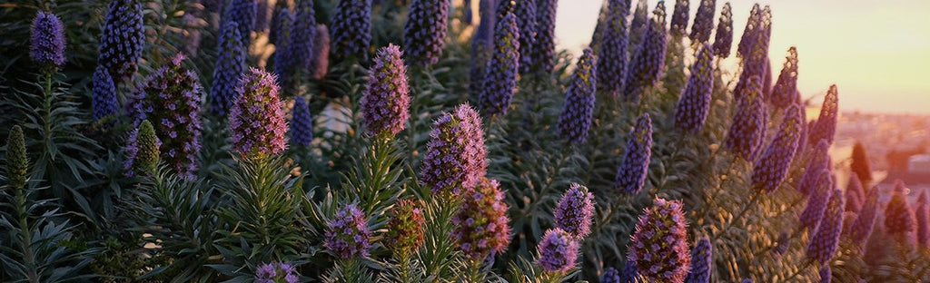 Rare and Exotic Seeds Store from Around The World – Smart Seeds Emporium