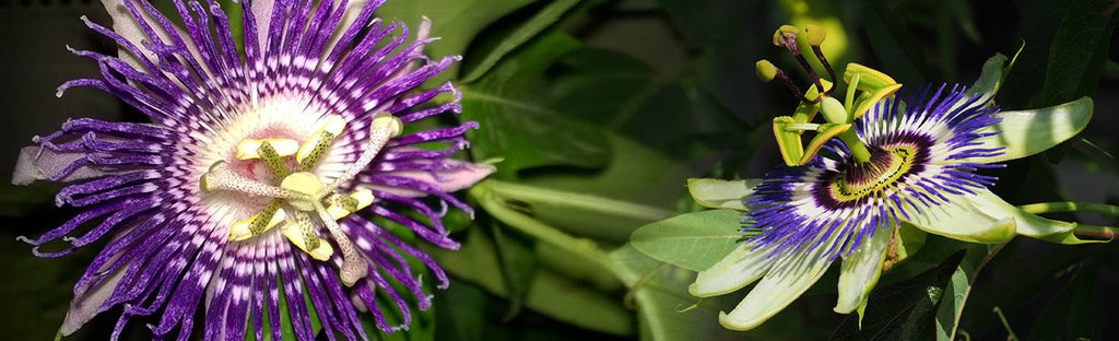 Rare and Exotic Seeds Store from Around The World – Smart Seeds Emporium